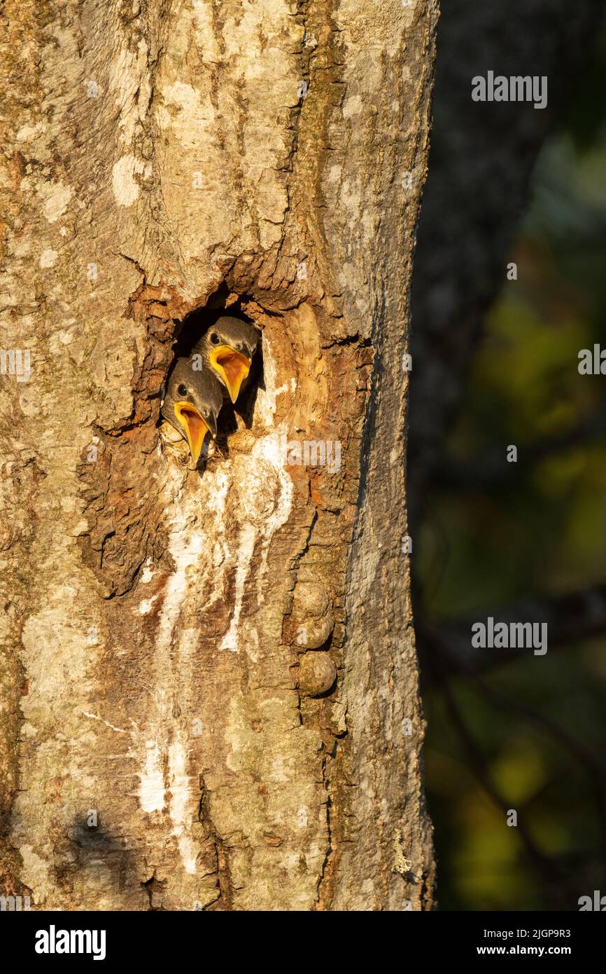 Two juvenile Common starlings begging for food in a tree Stock Photo ...