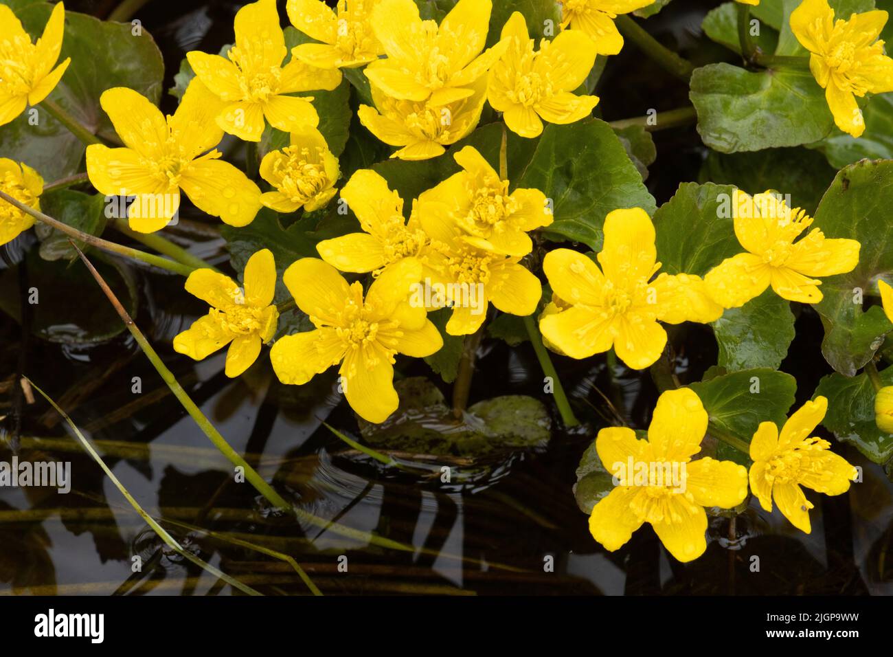 Flowering Marsh-marigold on a spring day in Estonia, Northern Europe ...