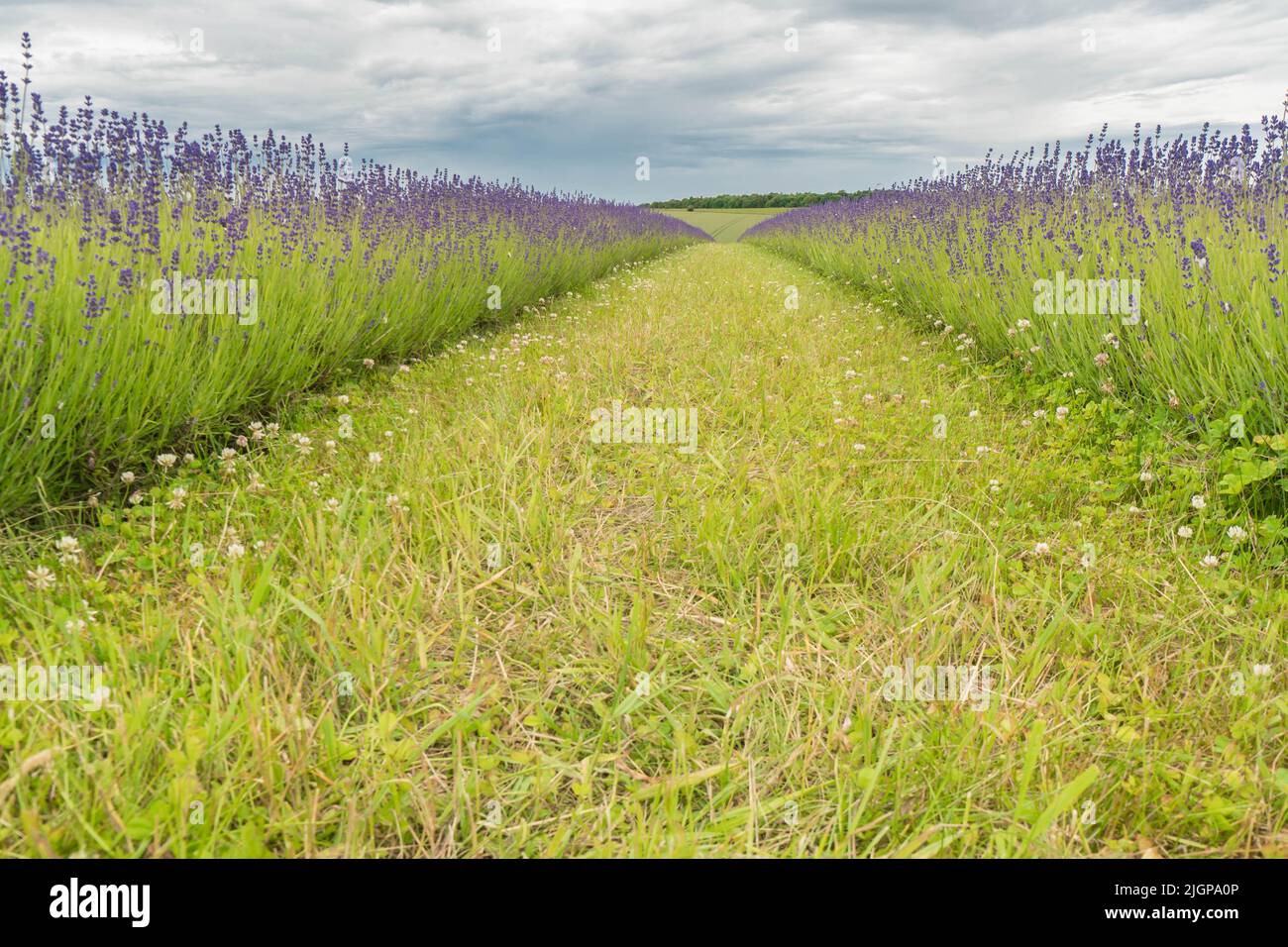 Lavender fields in the Worcestershire UK countryside England UK. June ...