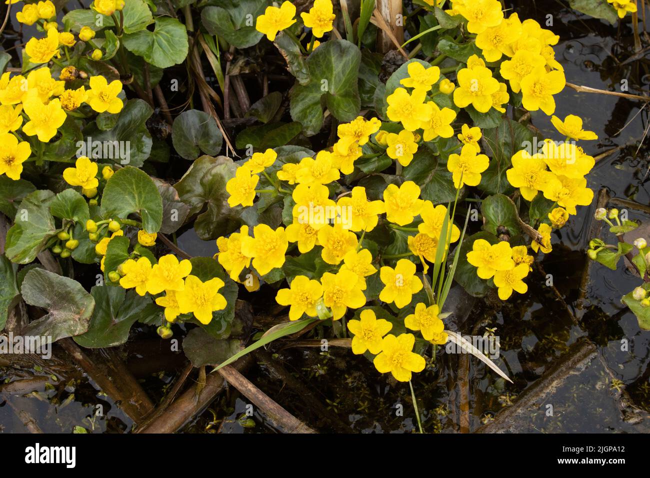 Flowering Marsh-marigold on a spring day in Estonia, Northern Europe ...