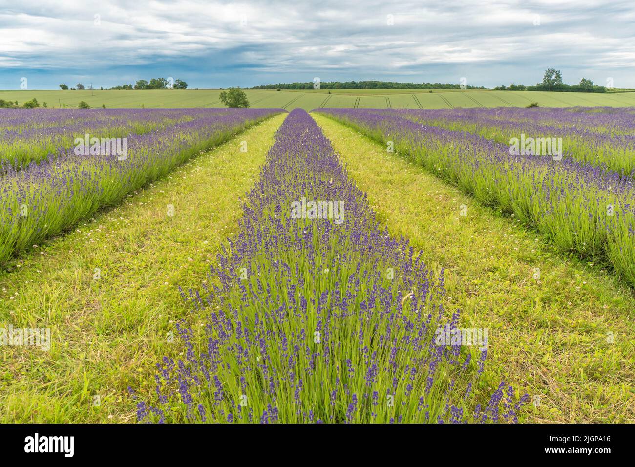 Lavender fields in the Worcestershire UK countryside England UK. June ...