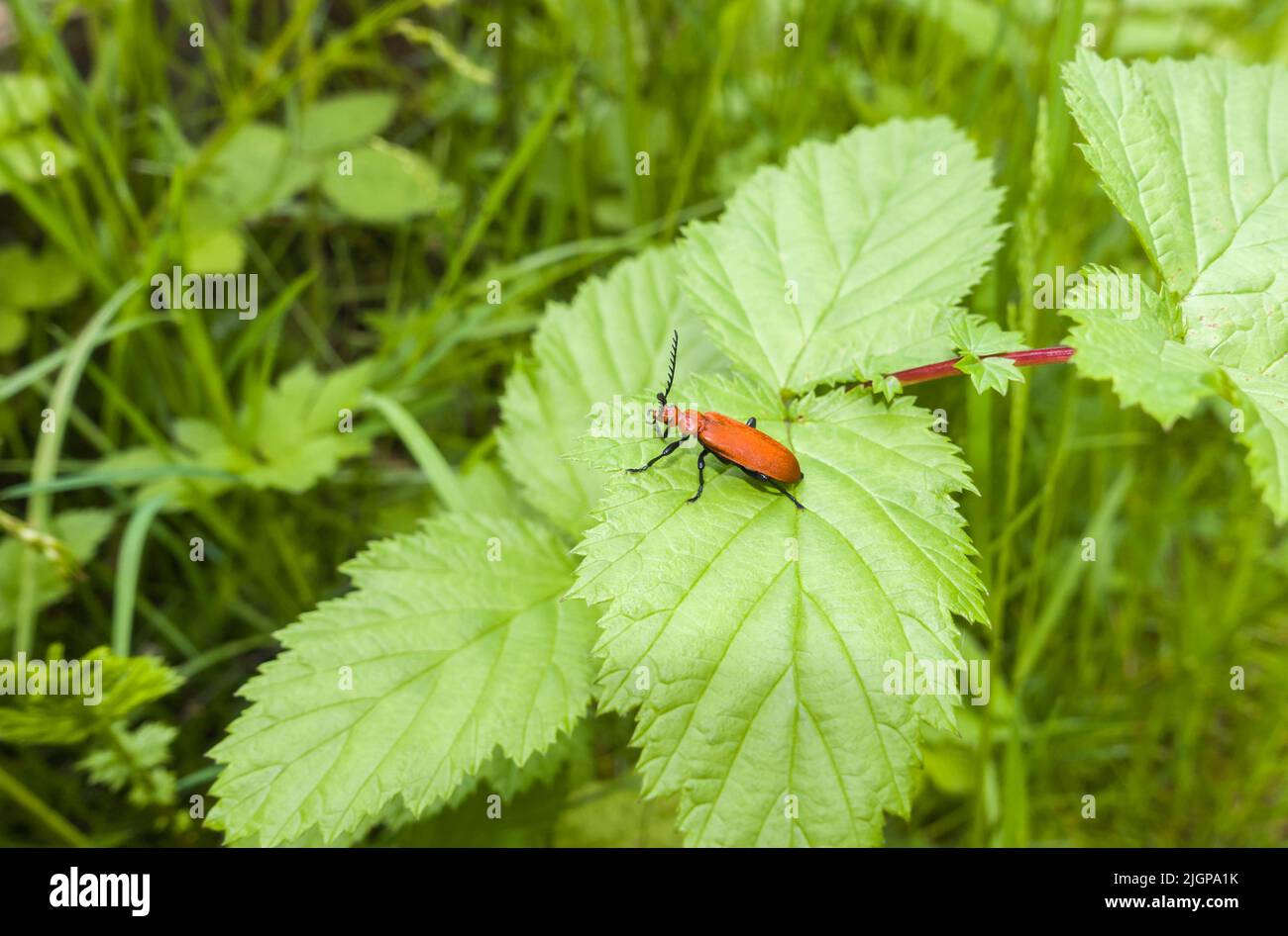British beetles hi-res stock photography and images - Alamy