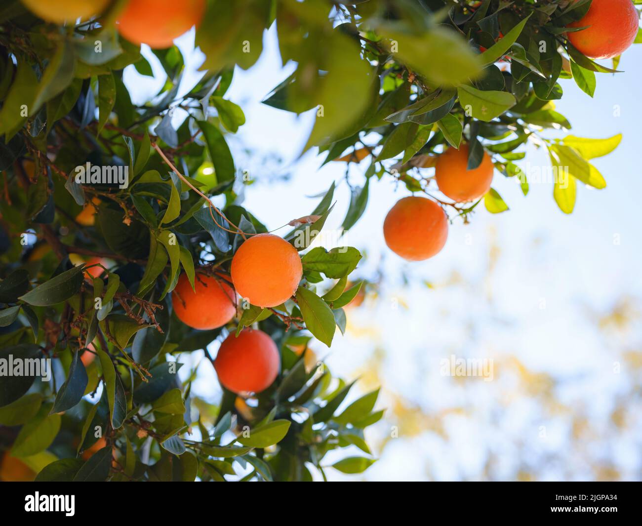 sunny ripe oranges in a garden in Turkey. summer background Stock Photo ...