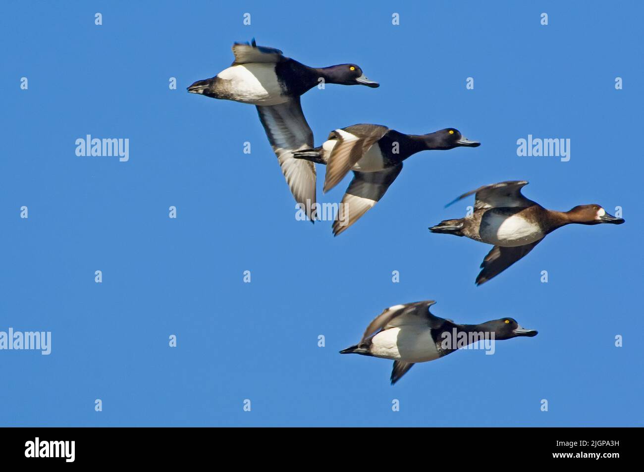 Scaup duck flight Stock Photo - Alamy