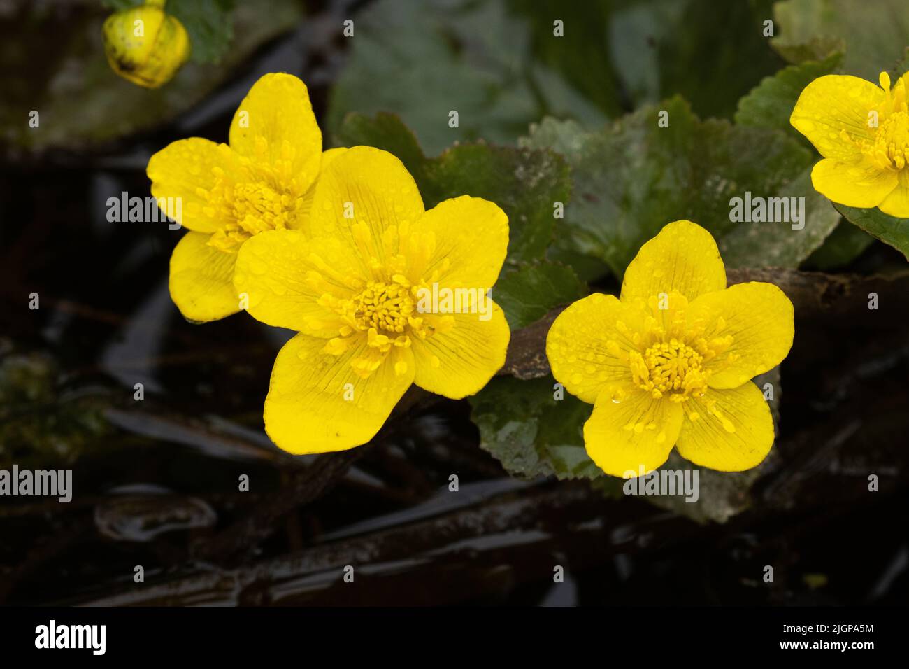 Flowering Marsh-marigold on a spring day in Estonia, Northern Europe ...