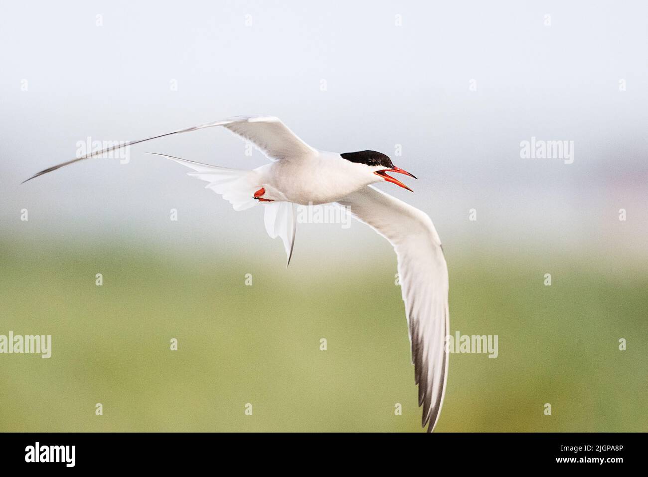 Common tern flight Stock Photo - Alamy