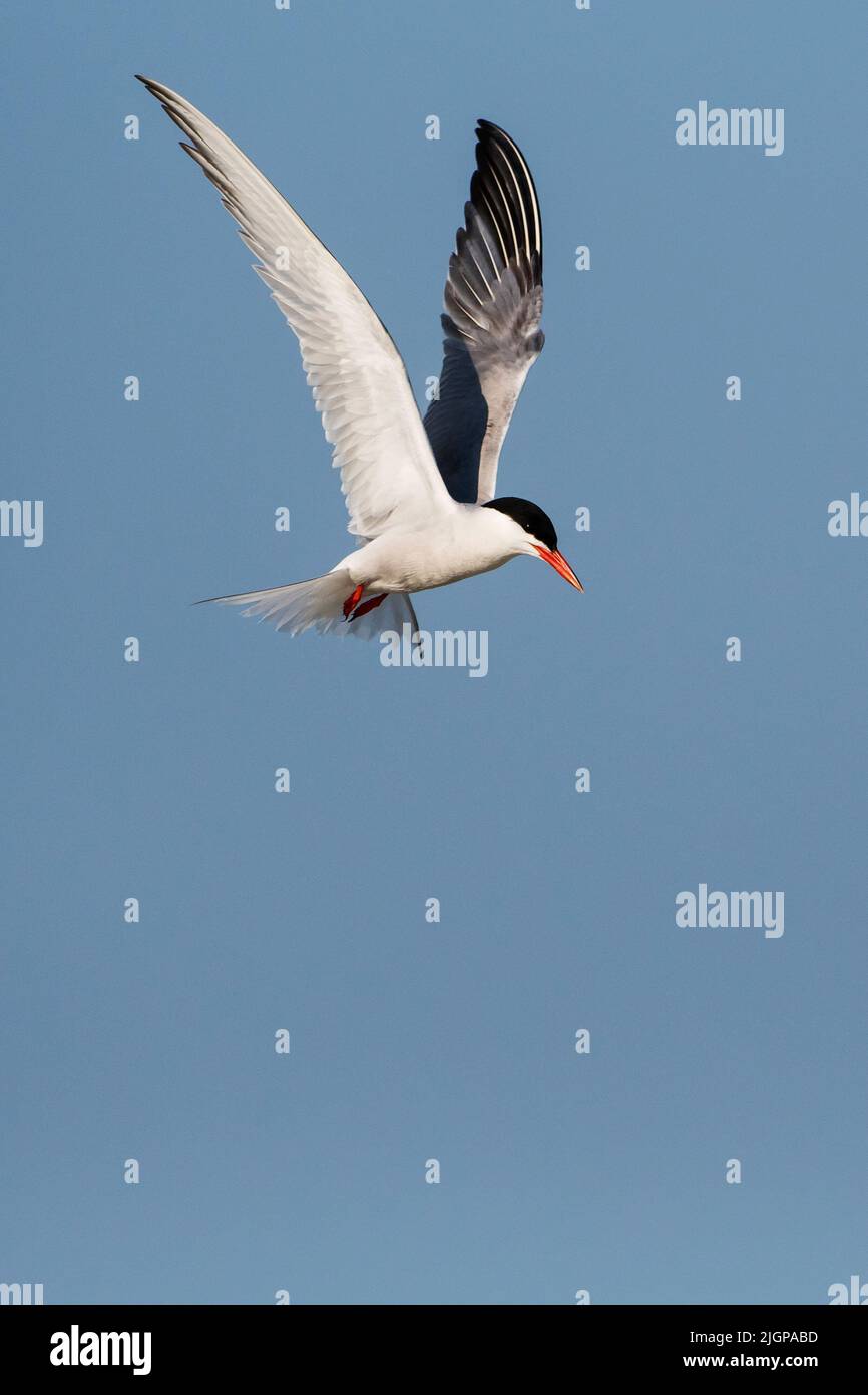 Common tern flight Stock Photo - Alamy