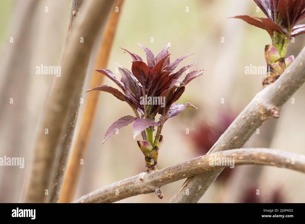 Close-up of Red elderberry, Sambucus racemosa leaves on a spring day in ...