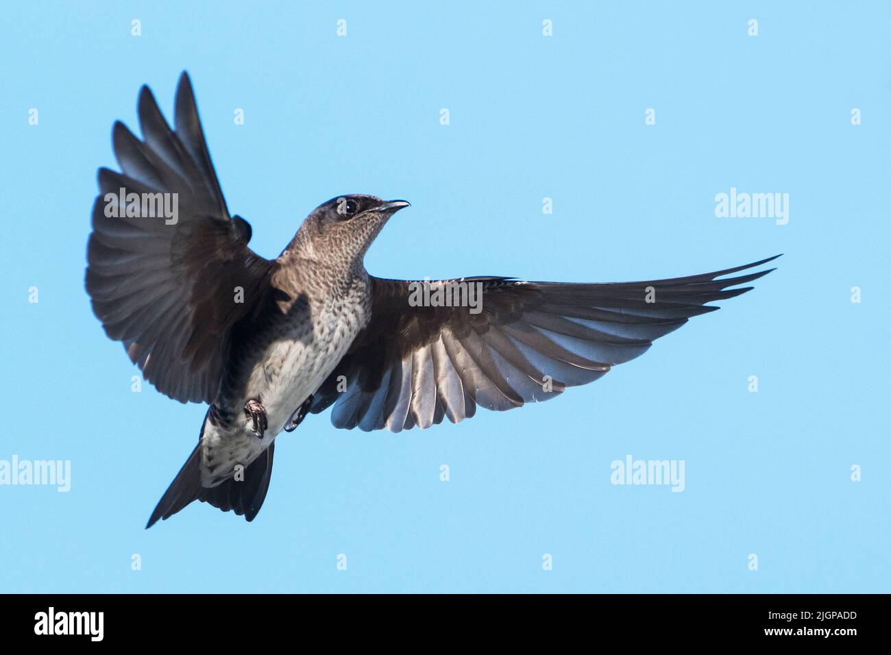 Purple Martin close-up flight Stock Photo - Alamy