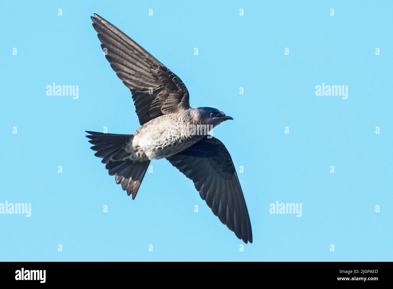 Purple Martin close-up flight Stock Photo - Alamy