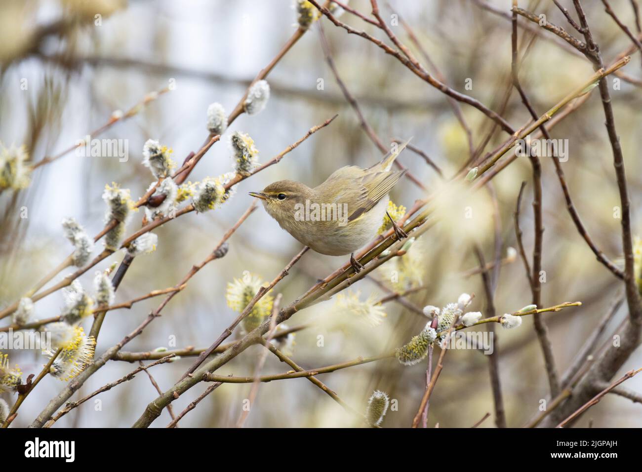 Small European songbird Common chiffchaff, Phylloscopus collybita ...
