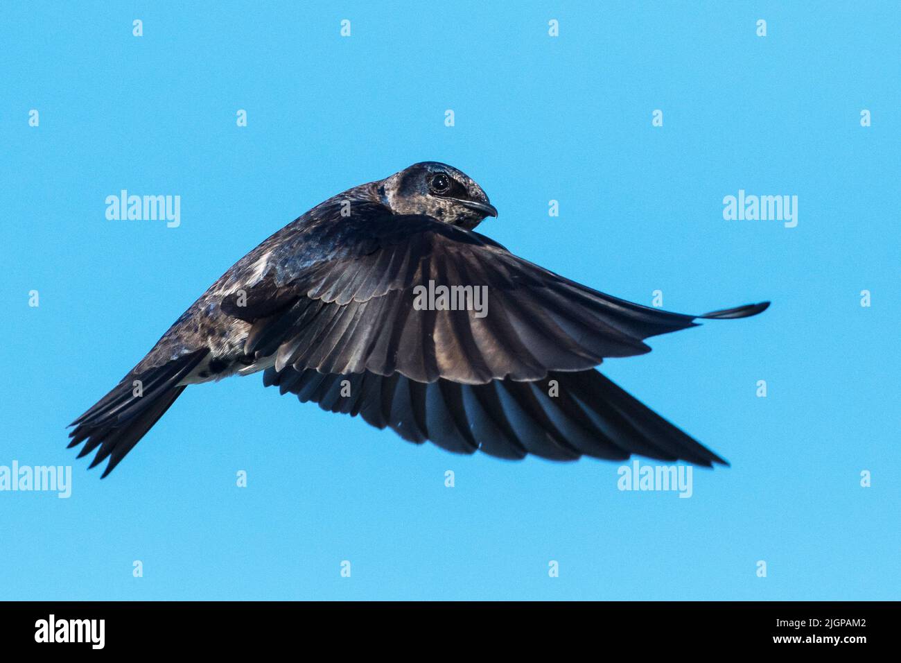 Swallows flying close up hi-res stock photography and images - Alamy