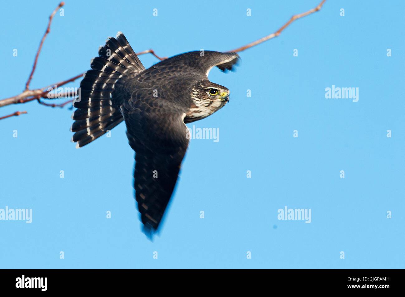 Merlin falcon in flight Stock Photo - Alamy