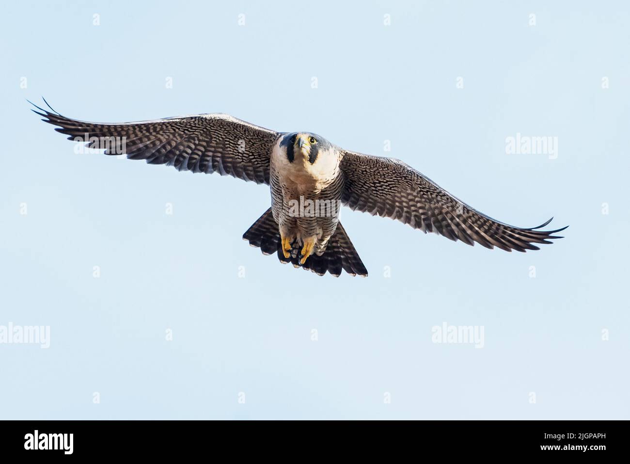 Peregrine falcon flight Stock Photo - Alamy