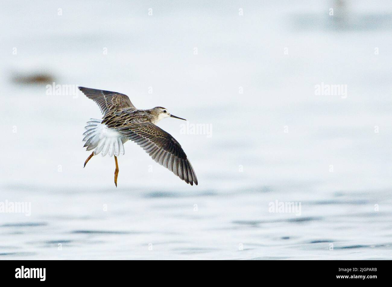 Wilsons phalaropes flying hi-res stock photography and images - Alamy