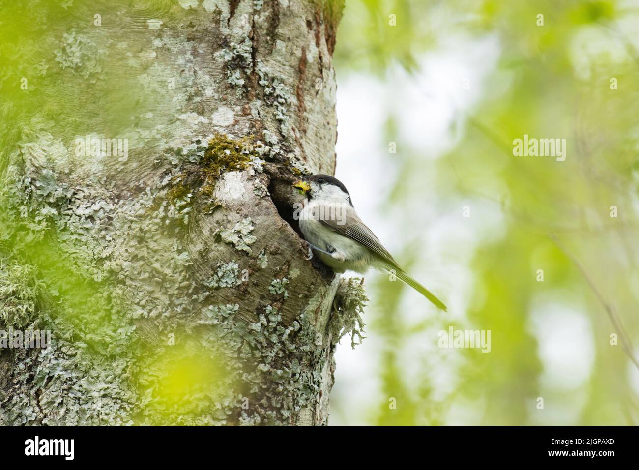 European passerine, Marsh tit bringing small caterpillar for chicks ...