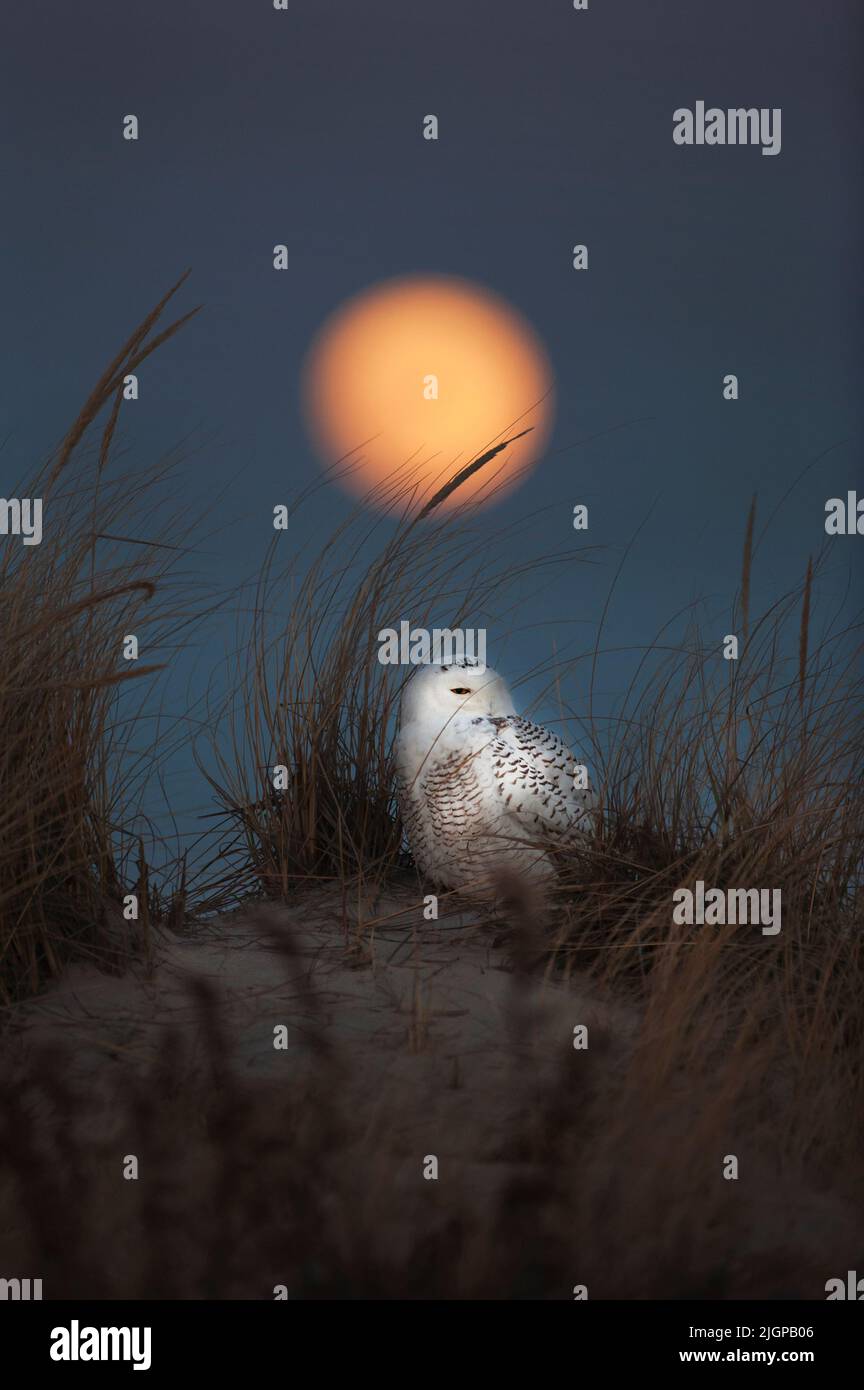 Snowy owl under full moon Stock Photo - Alamy