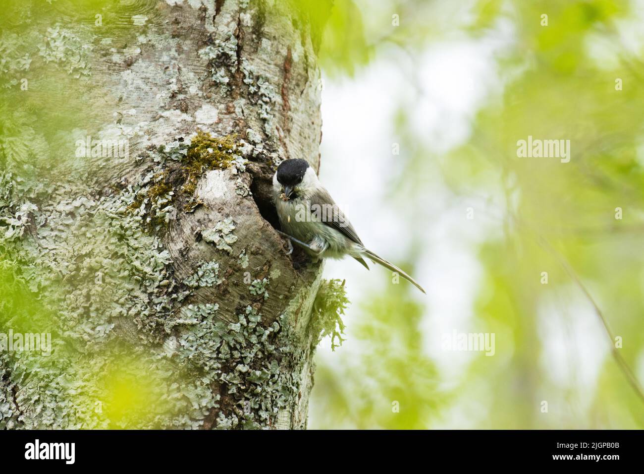 European passerine, Marsh tit on a nesting hole during breeding season ...