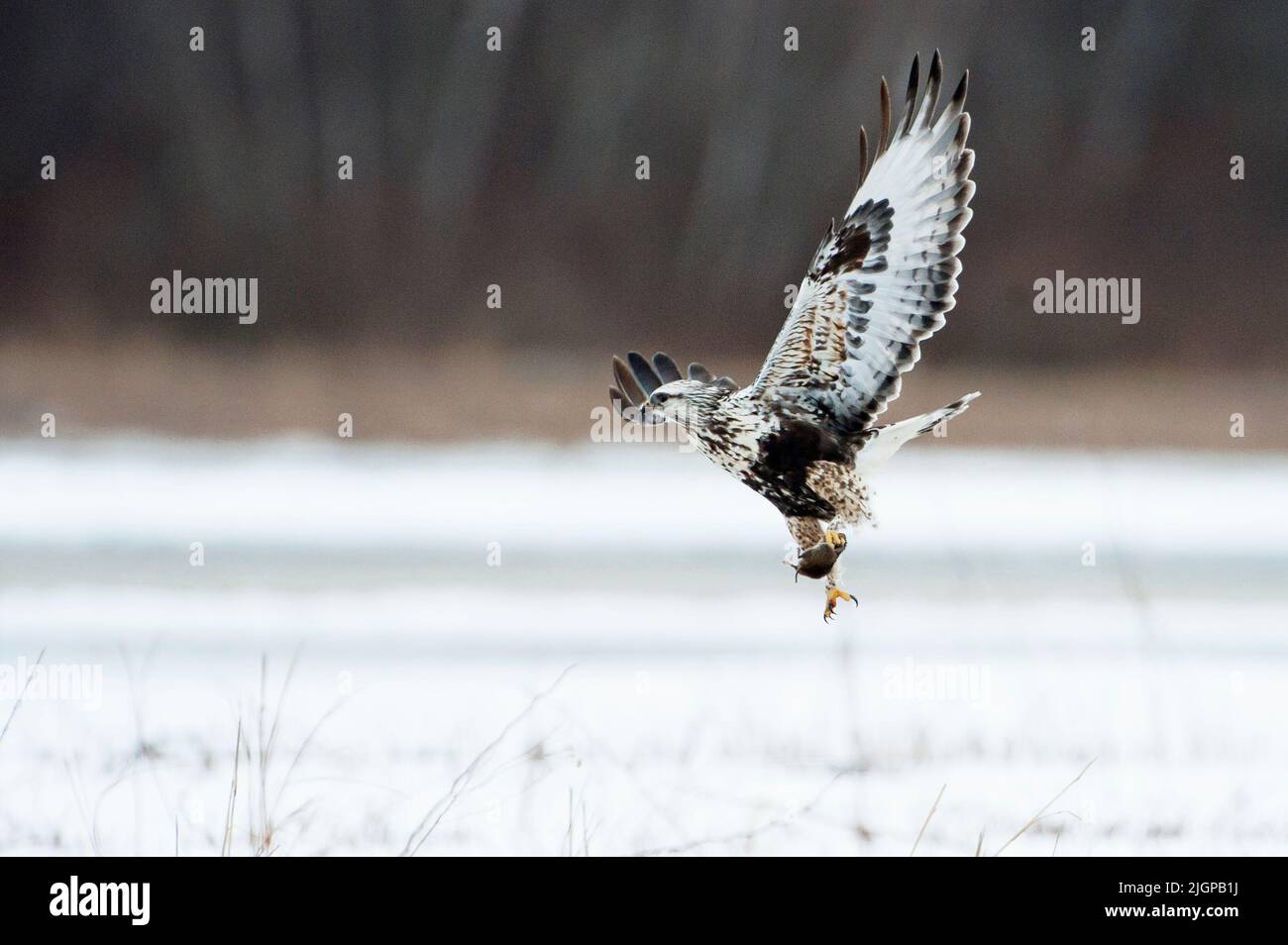 Rough-legged hawk flight with vole prey in winter Stock Photo - Alamy