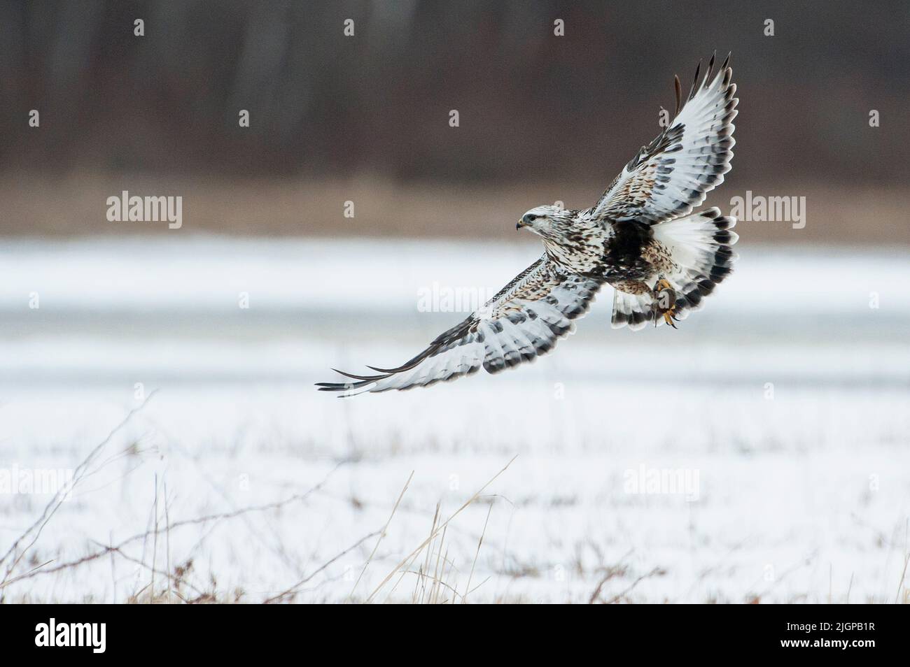 Rough-legged hawk flight in winter Stock Photo - Alamy