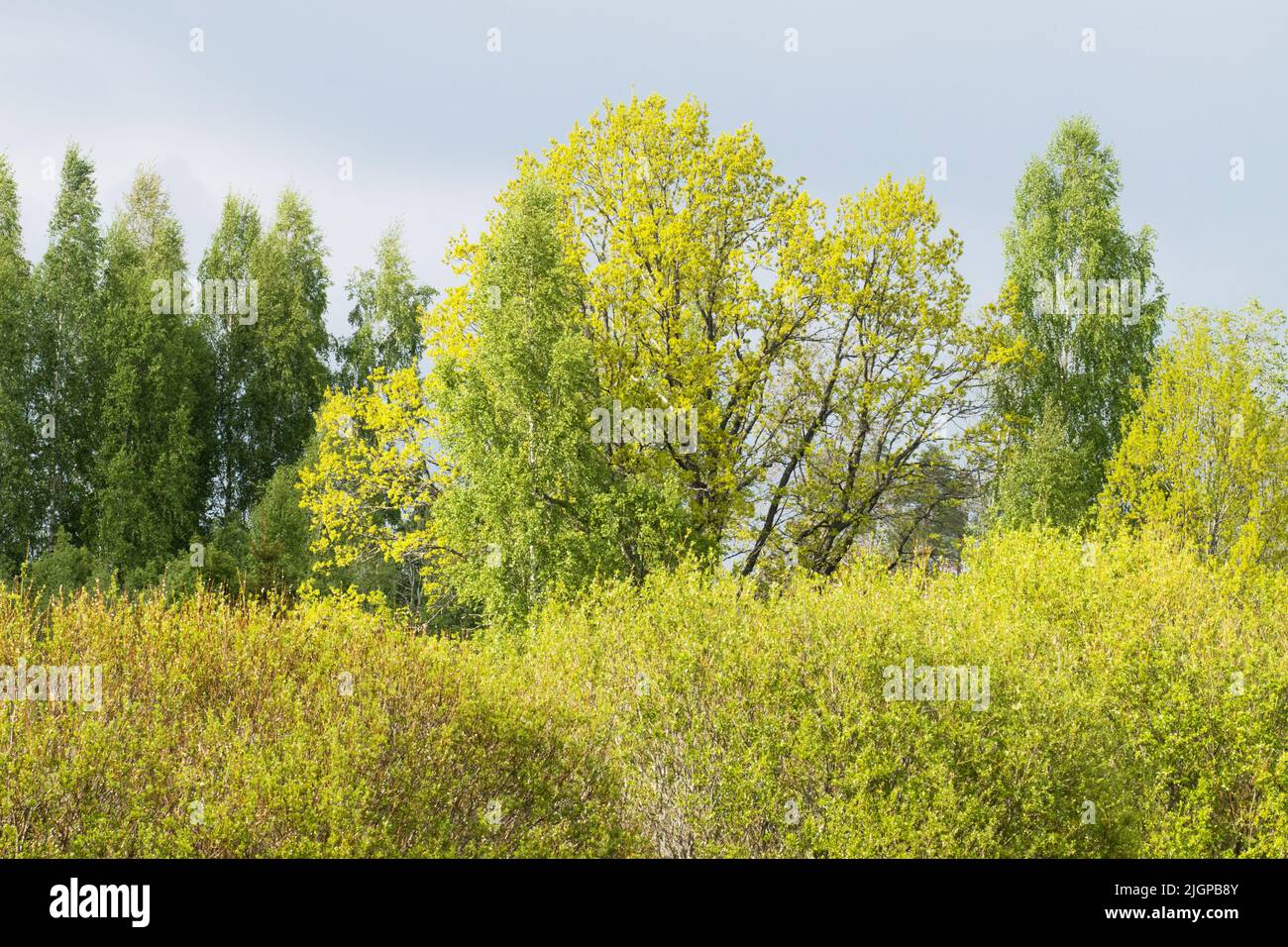 Different colored leaves hi-res stock photography and images - Alamy