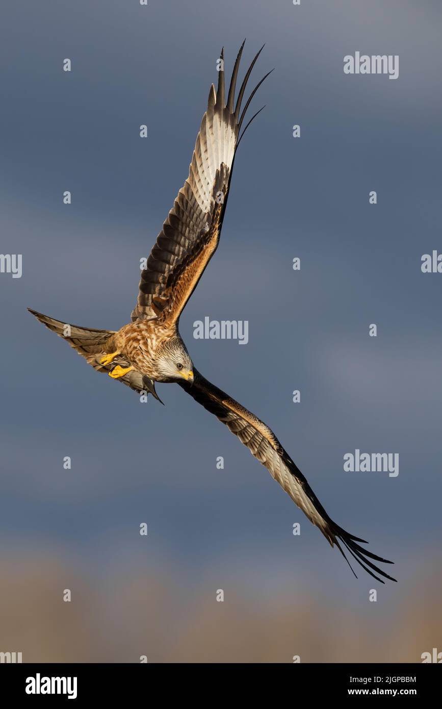 Red kite in flight in springtime in vertical shot Stock Photo - Alamy