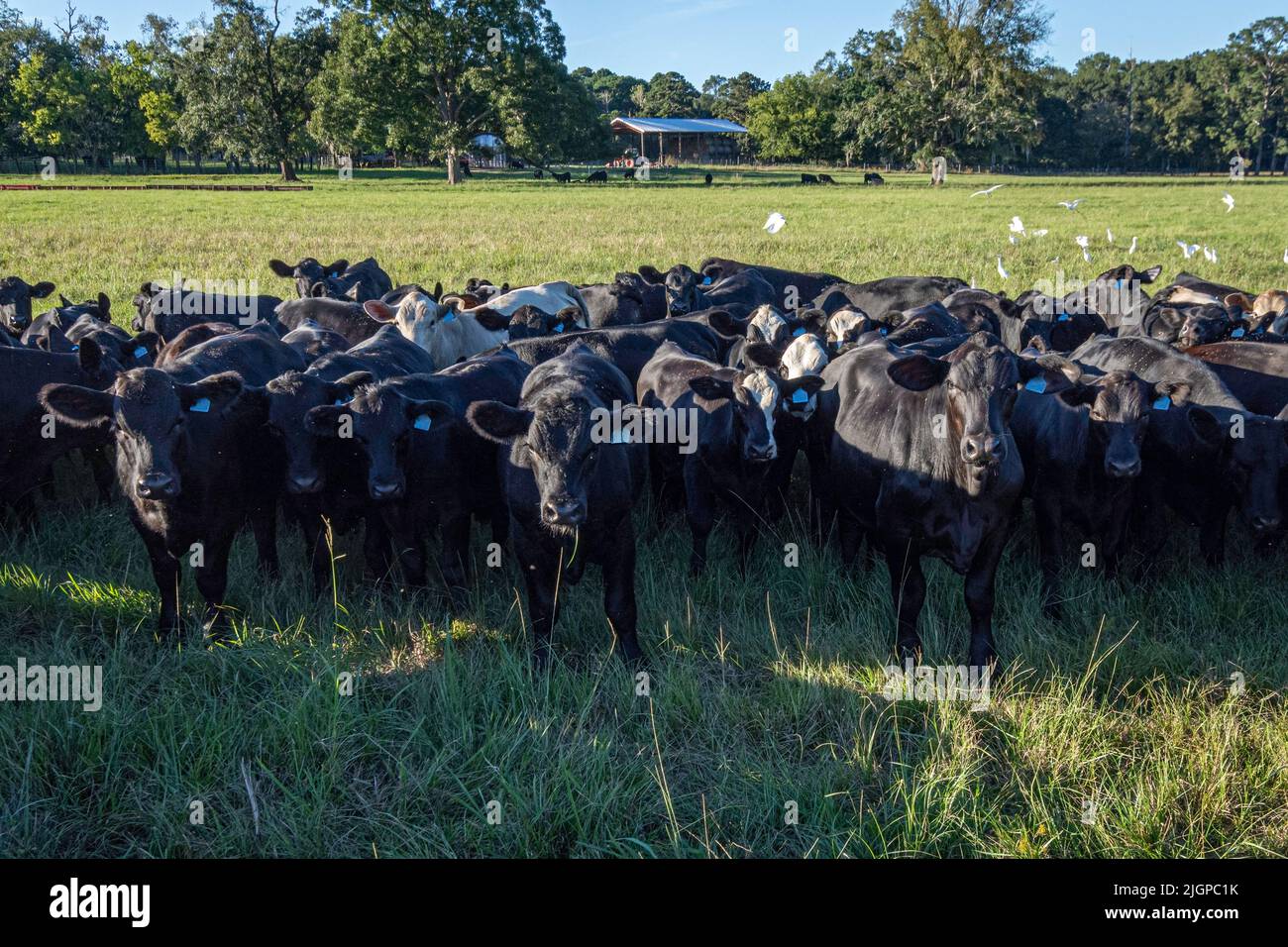 Angus cattle florida hi-res stock photography and images - Alamy