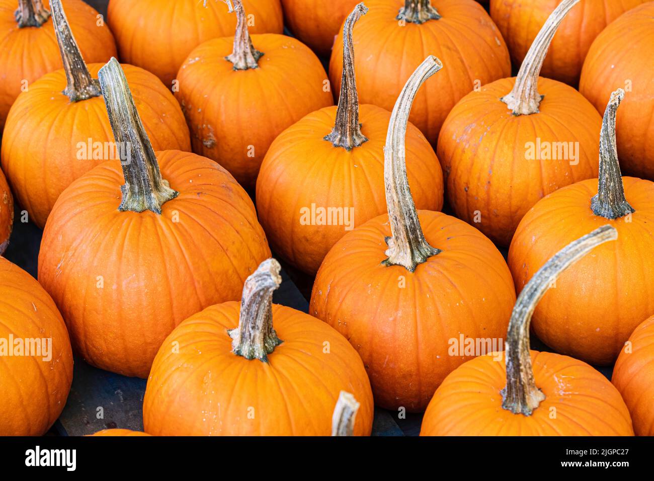 Autumn background of pie pumpkins used for baking at a farmers' market ...