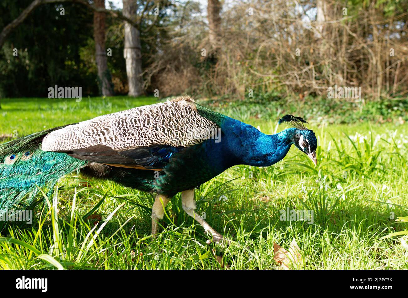 Ocelles hi-res stock photography and images - Alamy