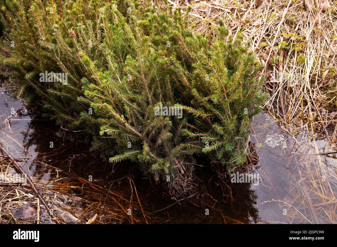 Bunch of small Spruce saplings ready to be planted Stock Photo - Alamy