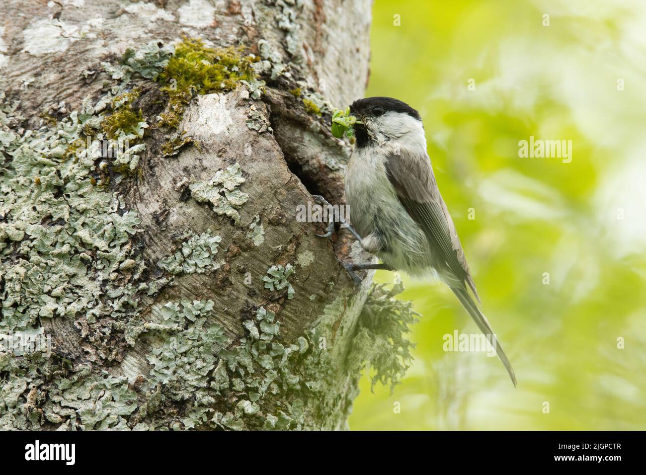 European passerine, Marsh tit bringing small caterpillar for chicks ...