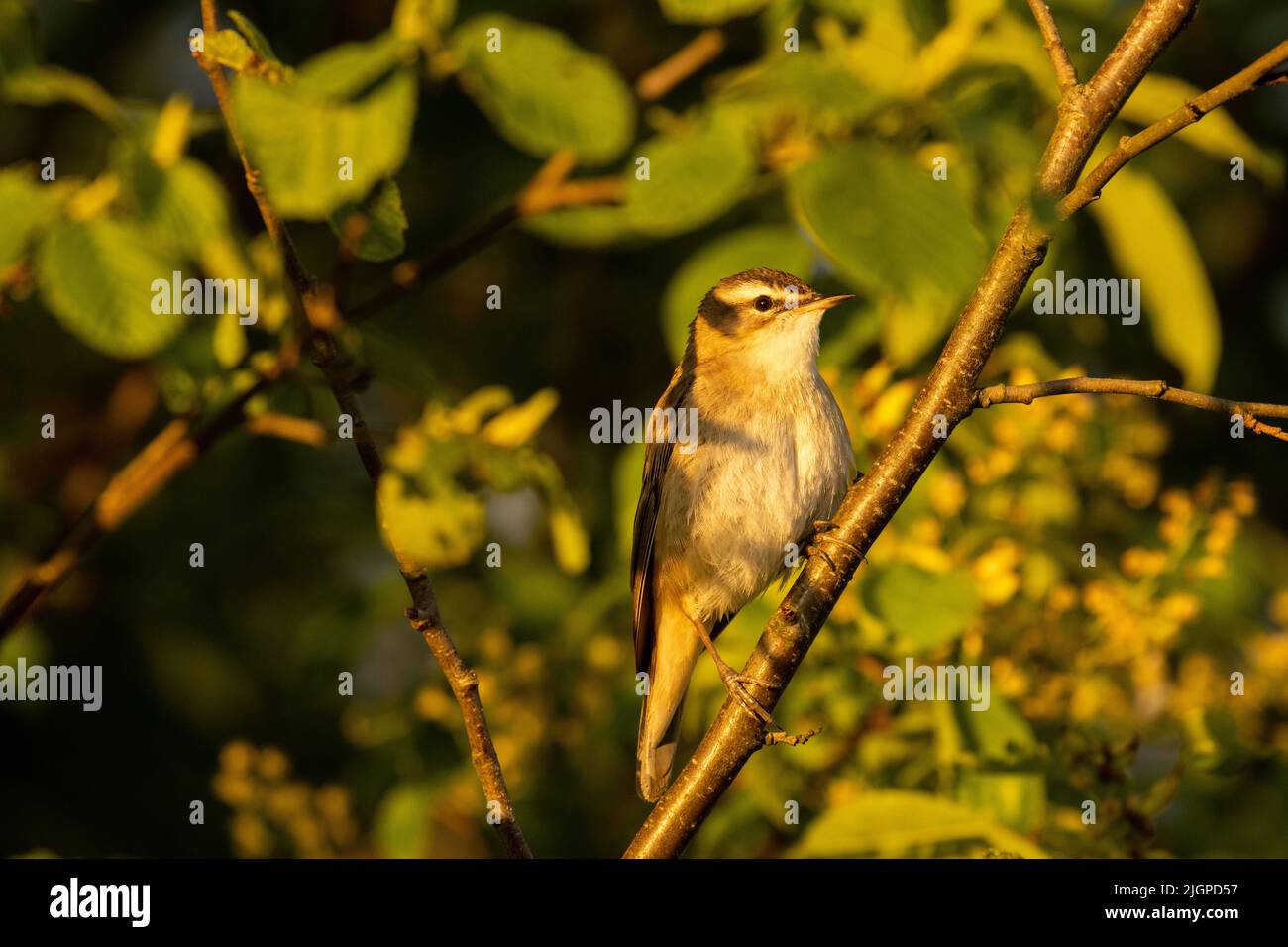 A close-up of an old world warbler, the Sedge warbler perched during a ...