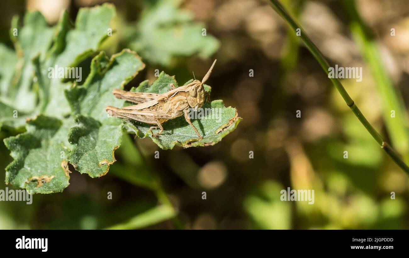 Field grasshopper common field grasshopper hi-res stock photography and ...