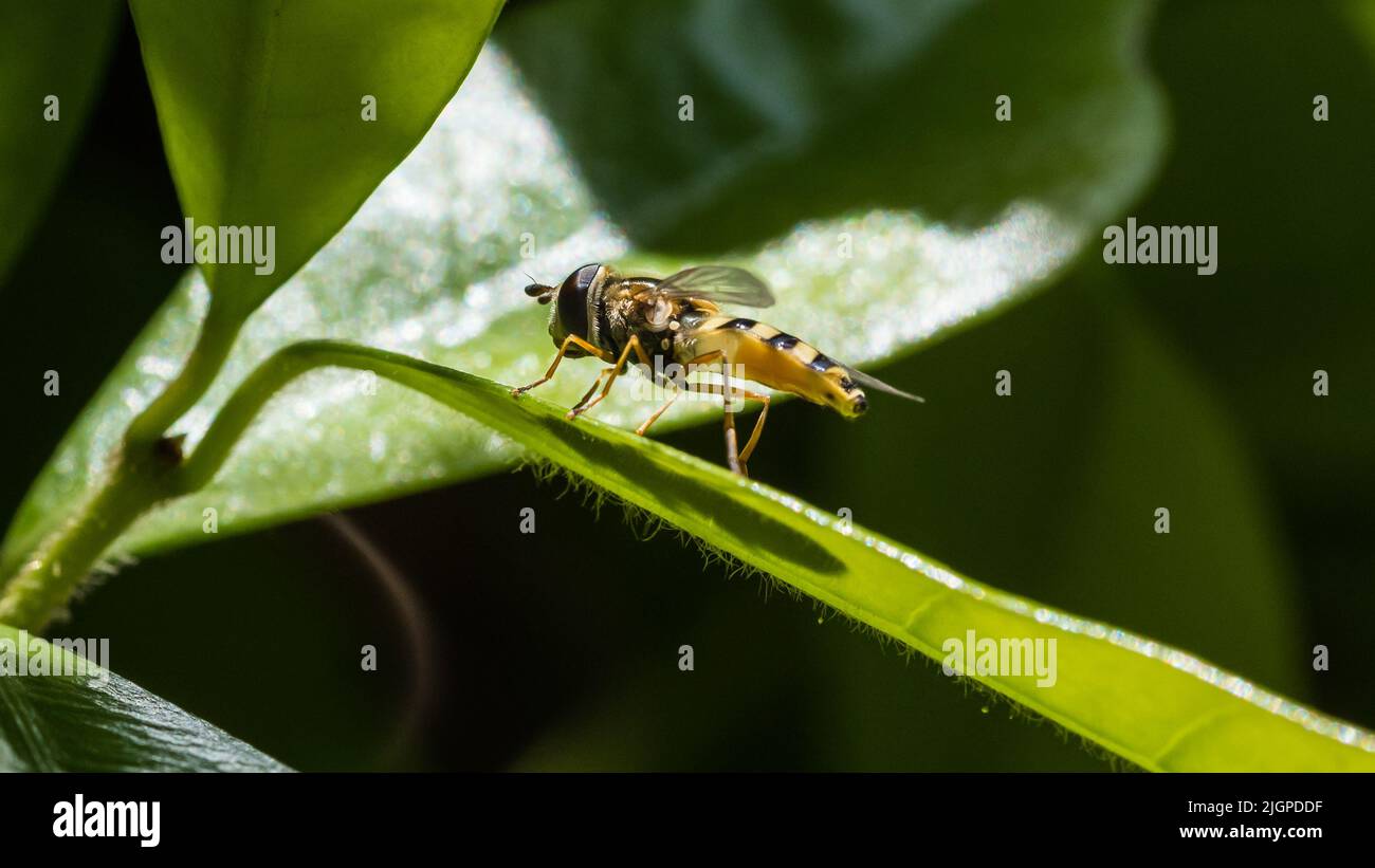 A macro shot of a hoverfly resting on a green leaf with its shadow showing on the underside of ...