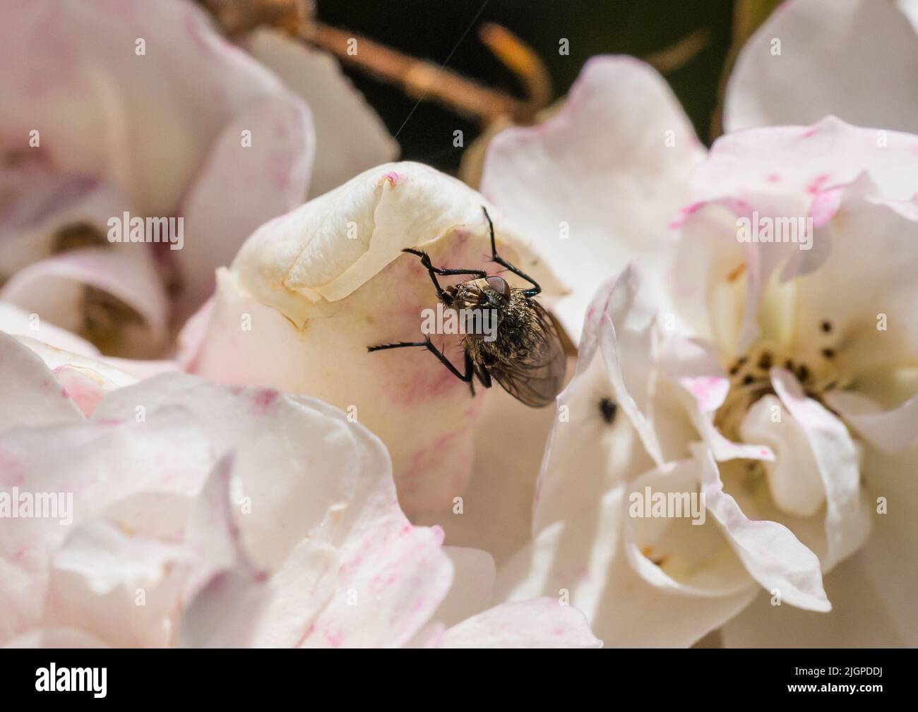 Closeup shot dog rose hi-res stock photography and images - Alamy
