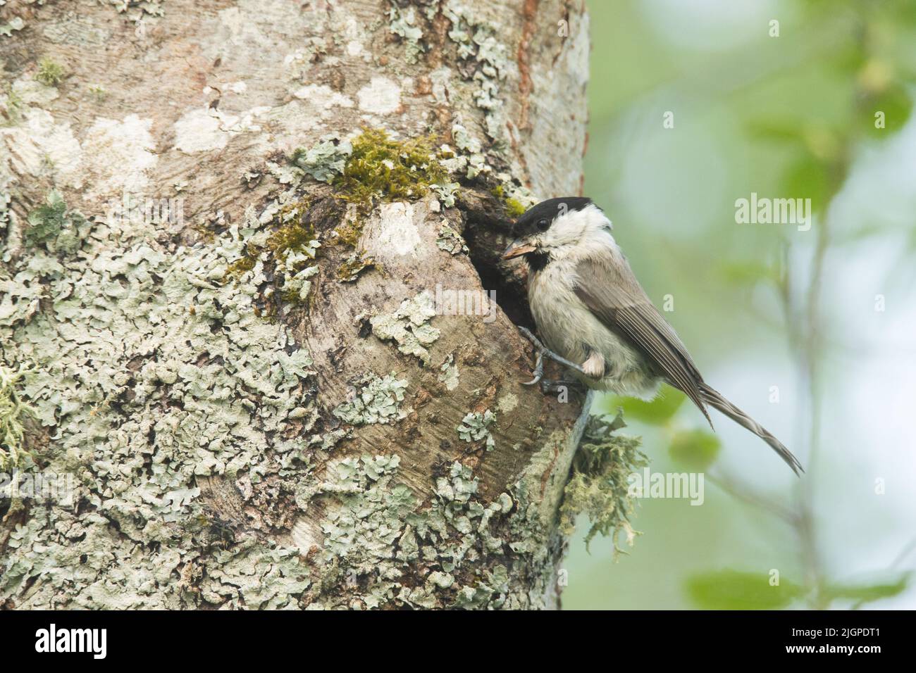 European passerine, Marsh tit bringing insects for chicks during ...