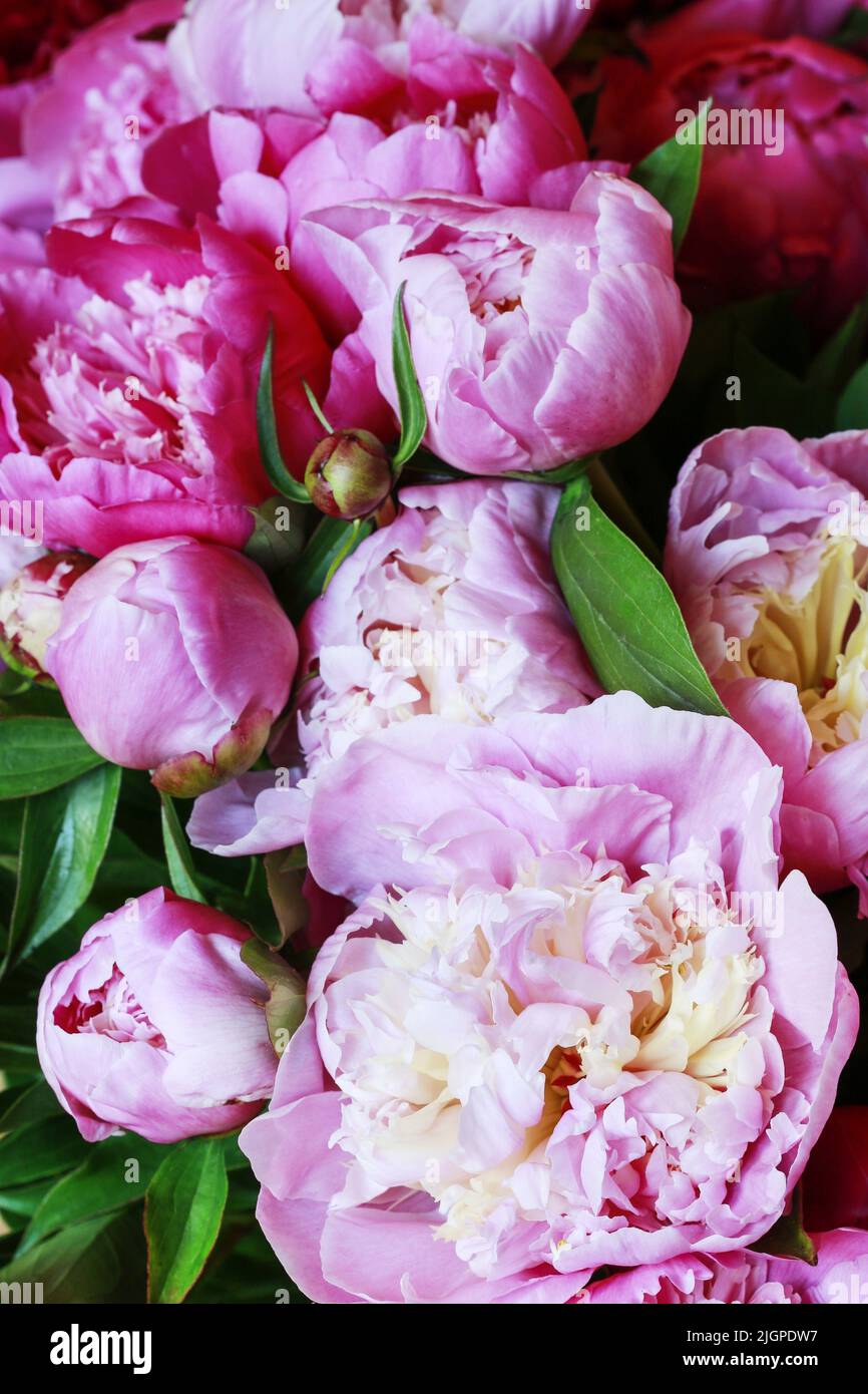 Beautiful pink peonies, huge bouquet of flowers. Graphic resources ...