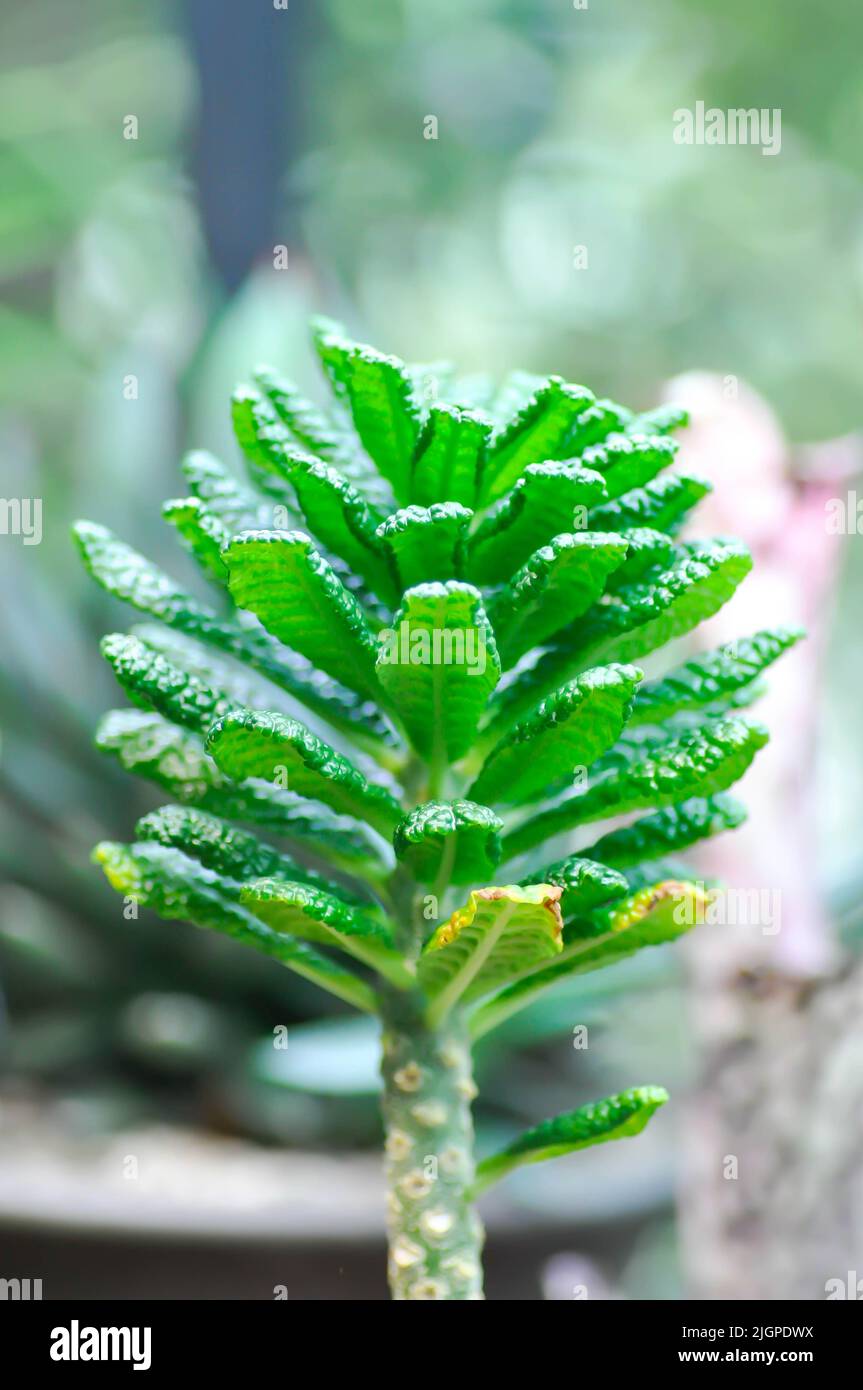 succulent, small plant or cactus or Haworthia ,Haworthia akanko plant ...