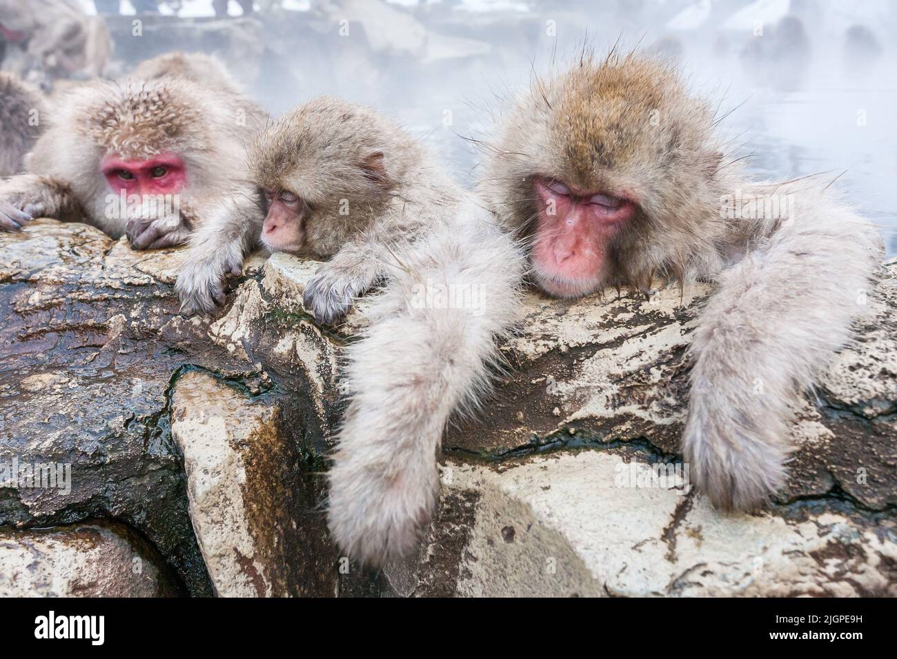 Group of snow monkeys sleeping in a hot spring, Japan Stock Photo - Alamy