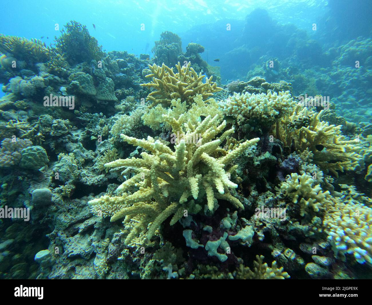 Colorful corals and small exotic fishes at the bottom of the Red sea in ...