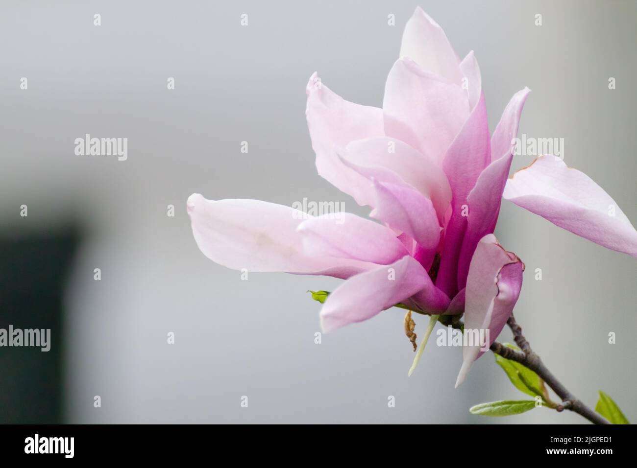 Magnolia pink flower with green tender leaves close-up on blurred light ...