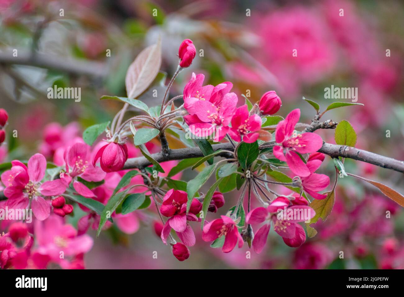 Pink apple tree blossom, big flowers on branch. Spring delicate vibrant ...