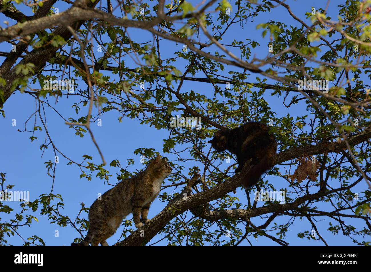 Two wild cats hi-res stock photography and images - Alamy