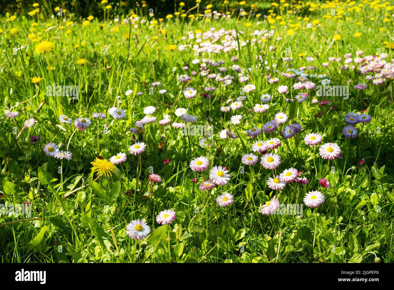 Flowering grass on a late spring day in European garden Stock Photo - Alamy