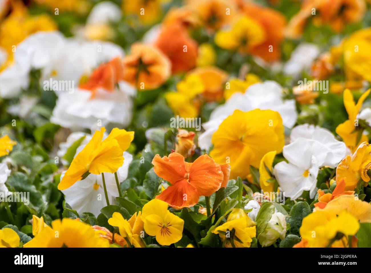 Orange horned violets hi-res stock photography and images - Alamy