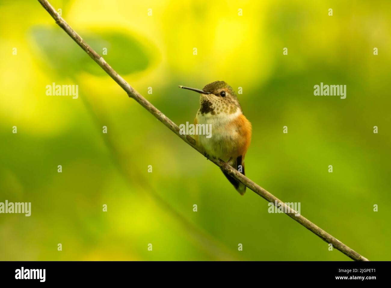Rufous hummingbird (Selasphorus rufus), Luckiamute Landing State Park ...