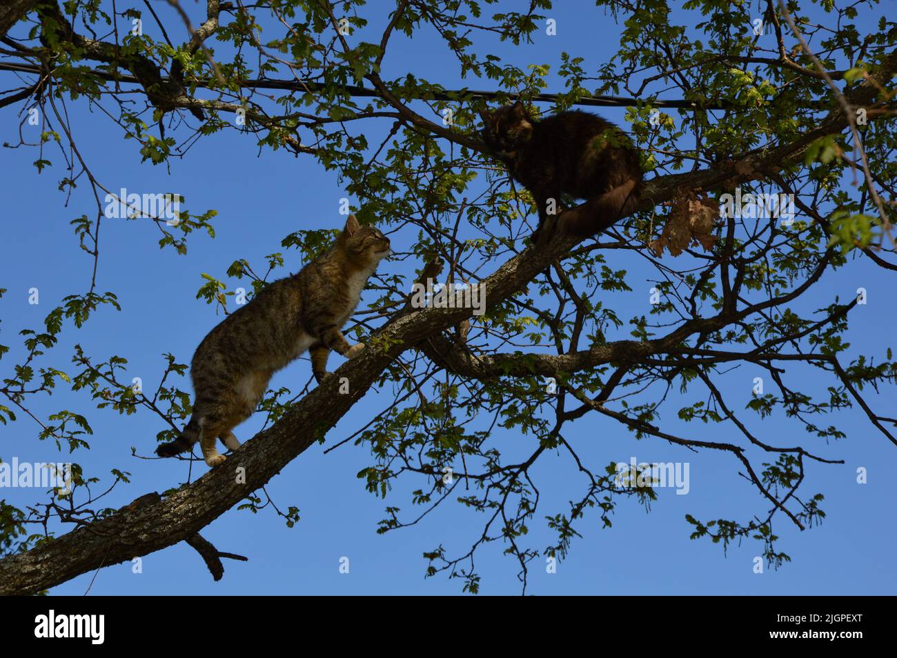 The two cats playing in the tree Stock Photo - Alamy