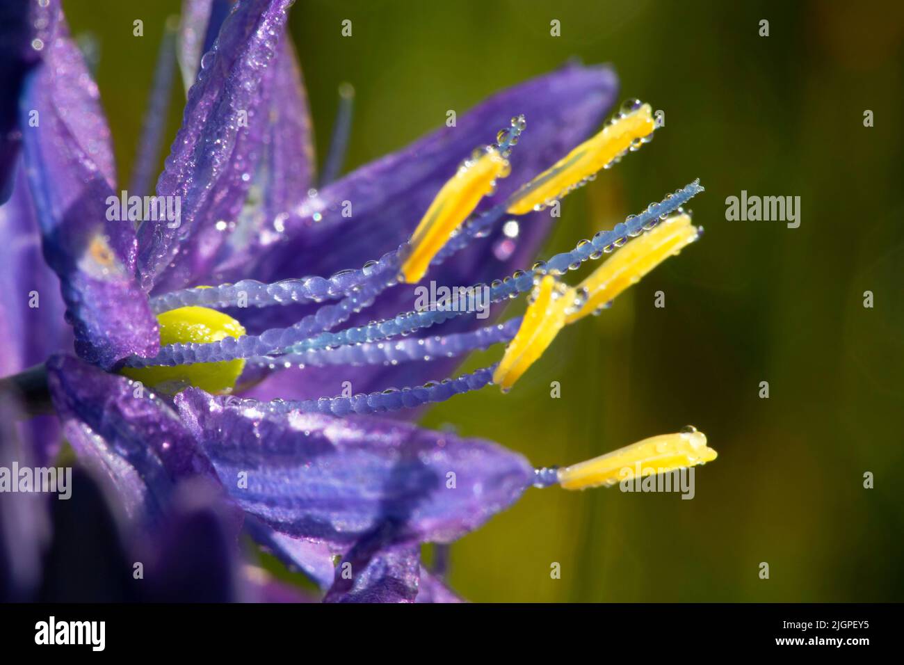 Common camas (Camassia quamash), William Finley National Wildlife ...