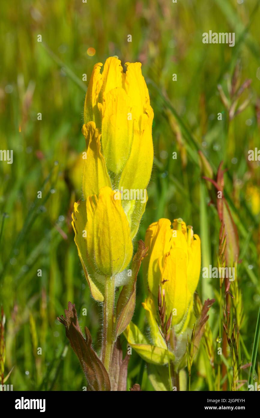 Golden indian paintbrush (Castilleja levisecta), William Finley ...