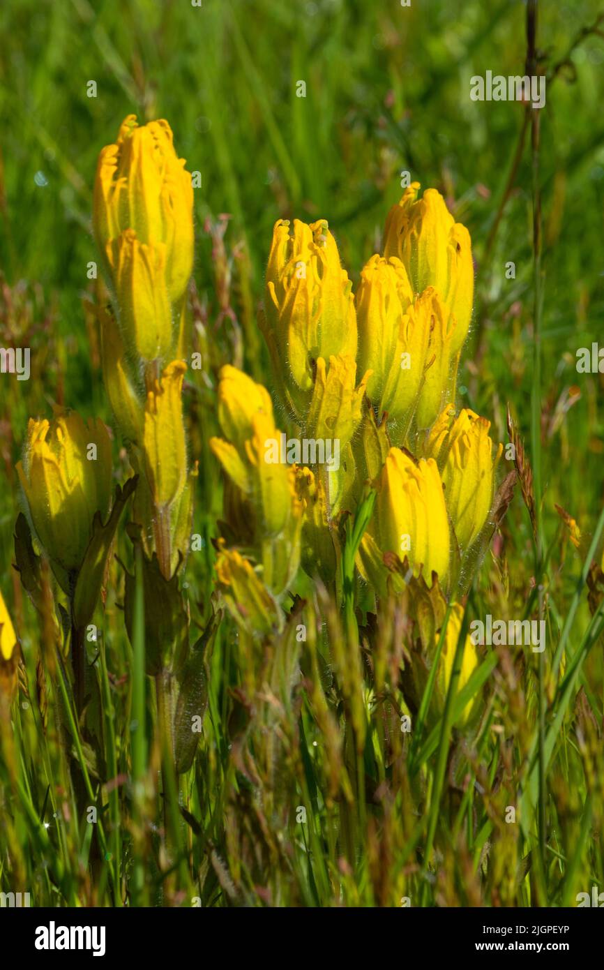 Golden indian paintbrush (Castilleja levisecta), William Finley ...